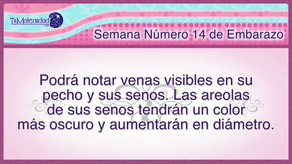Embarazo de 14 semanas - Semanas del Embarazo - Tu Maternidad