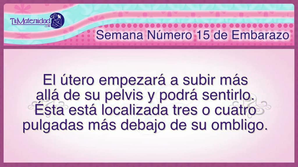 Embarazo de 15 semanas - Semanas del Embarazo - Tu Maternidad