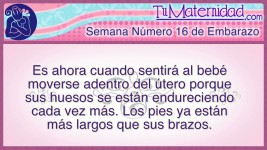 Embarazo de 16 semanas - Semanas del Embarazo - Tu Maternidad