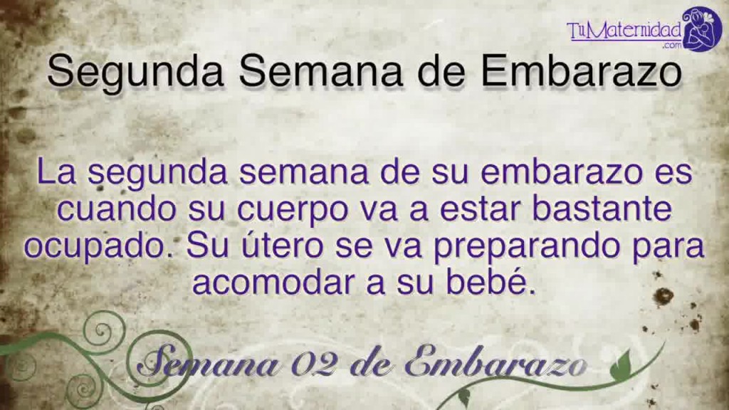 Embarazo de 2 semanas - Semanas del Embarazo - Tu Maternidad