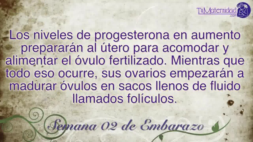 Embarazo de 2 semanas - Semanas del Embarazo - Tu Maternidad