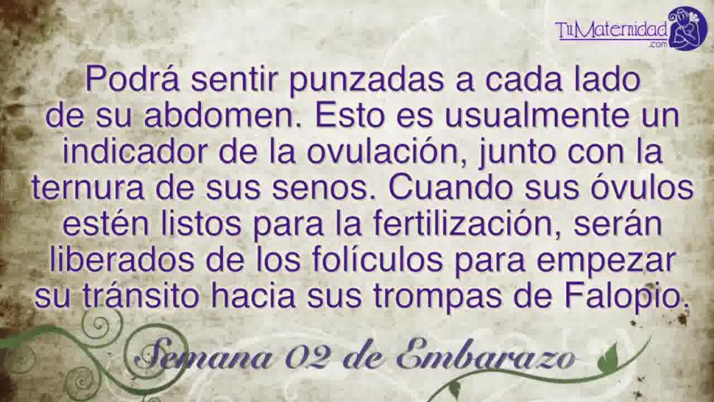 Embarazo de 2 semanas - Semanas del Embarazo - Tu Maternidad