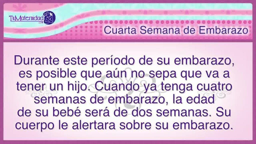 Embarazo de 4 semanas - Semanas del Embarazo - Tu Maternidad