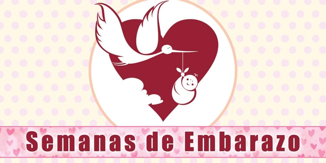 Embarazo de 22 Semanas - Semanas del Embarazo - Tu Maternidad