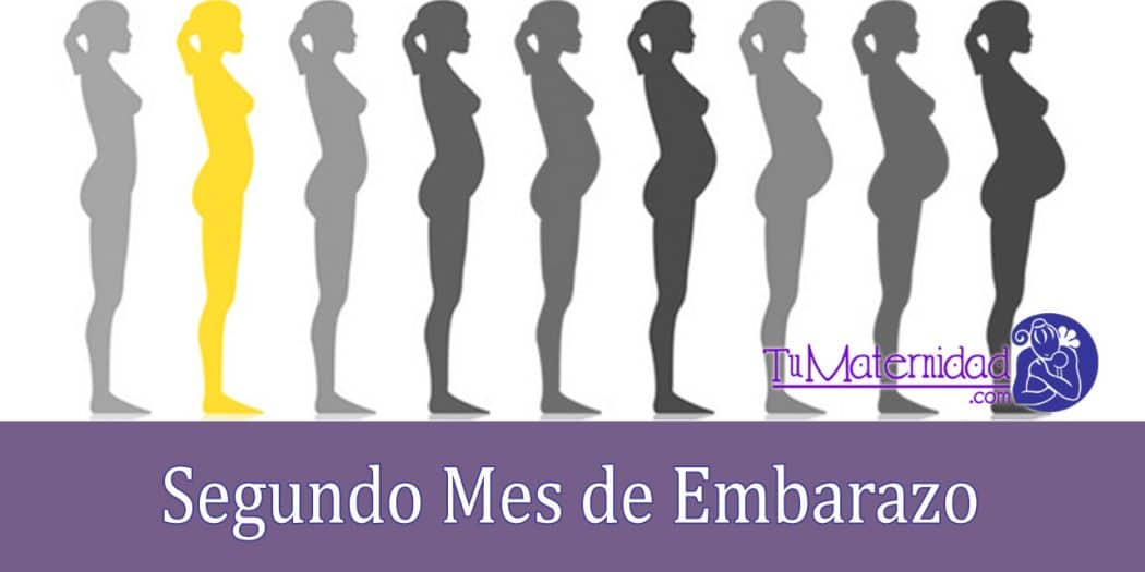 Segundo Mes de Embarazo - Embarazo Mes a Mes - Tu Maternidad